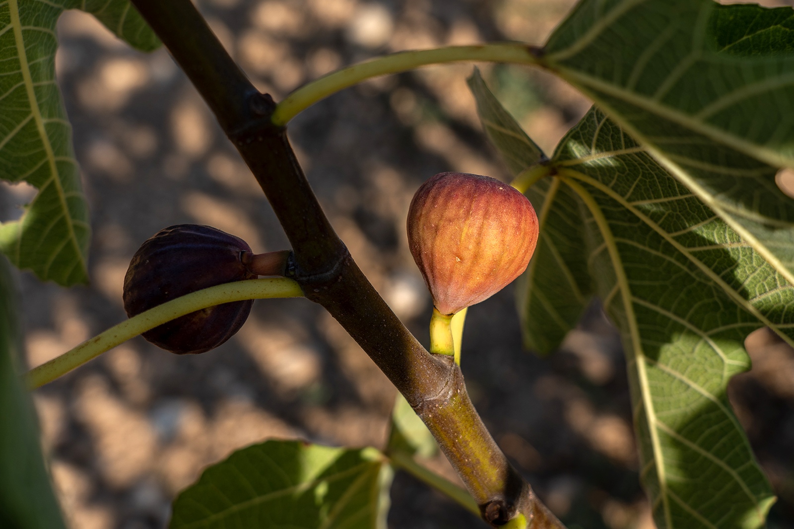 Emily in Malta: Figs in Mellieħa - Oh My Malta