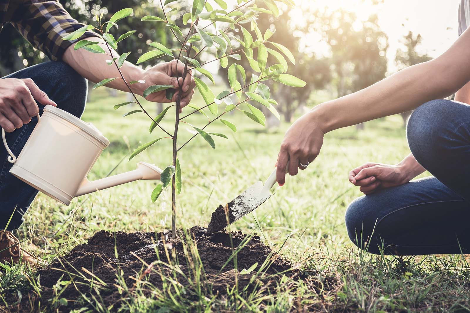 100 trees planted for 100 customers - Oh My Malta
