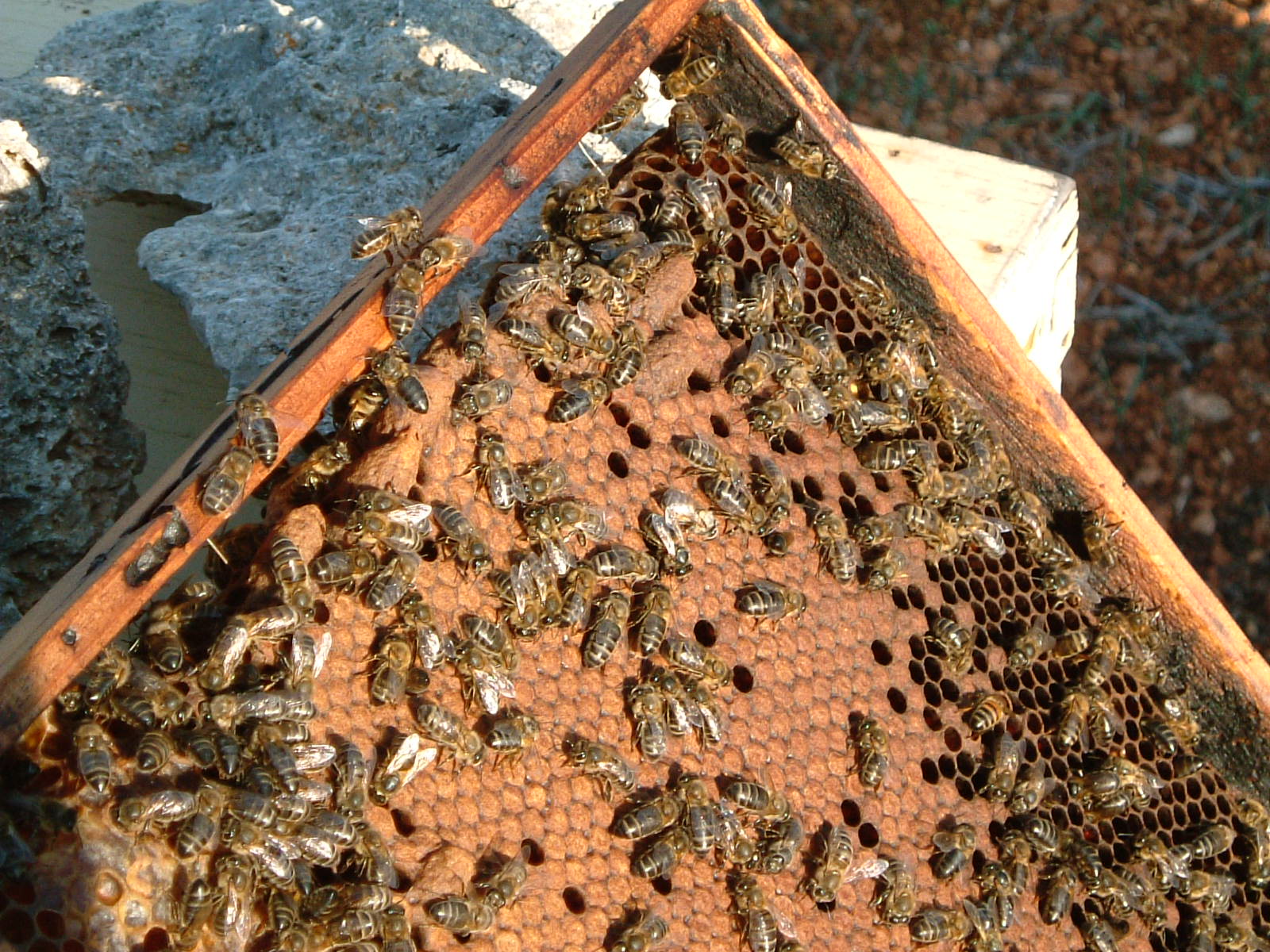 The Importance of the Maltese Honey Bee - Oh My Malta
