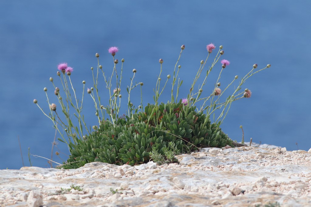 Spotlight on Maltese Endemic Flora - Oh My Malta