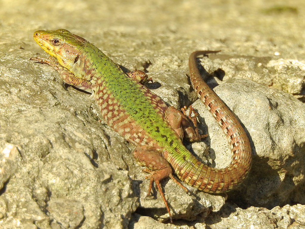 A Spotlight on Maltese Endemic Fauna - Oh My Malta