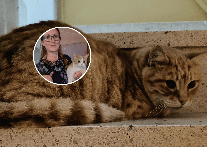 Meet Michelle Barbara, Pawsitively Changing Lives, One Cat at a Time ...