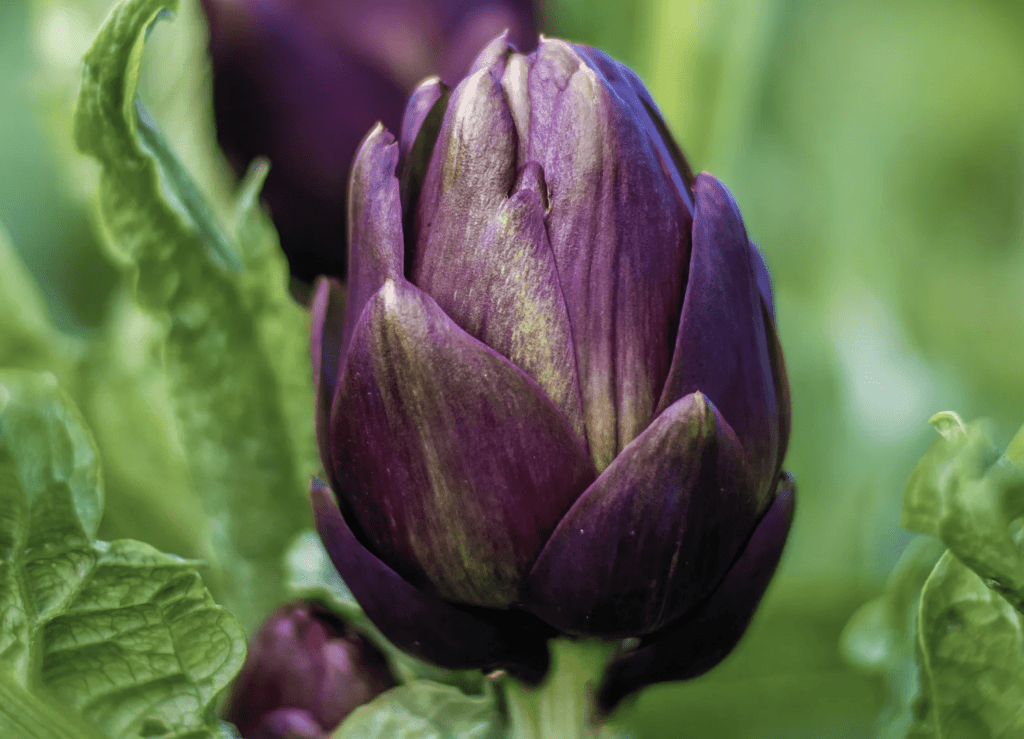 Artichoke Season in Malta, What to Eat (and How to Make It) - Oh My Malta