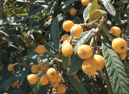 The Naspli Season is Here! Have You Tried This Local Fruit? - Oh My Malta