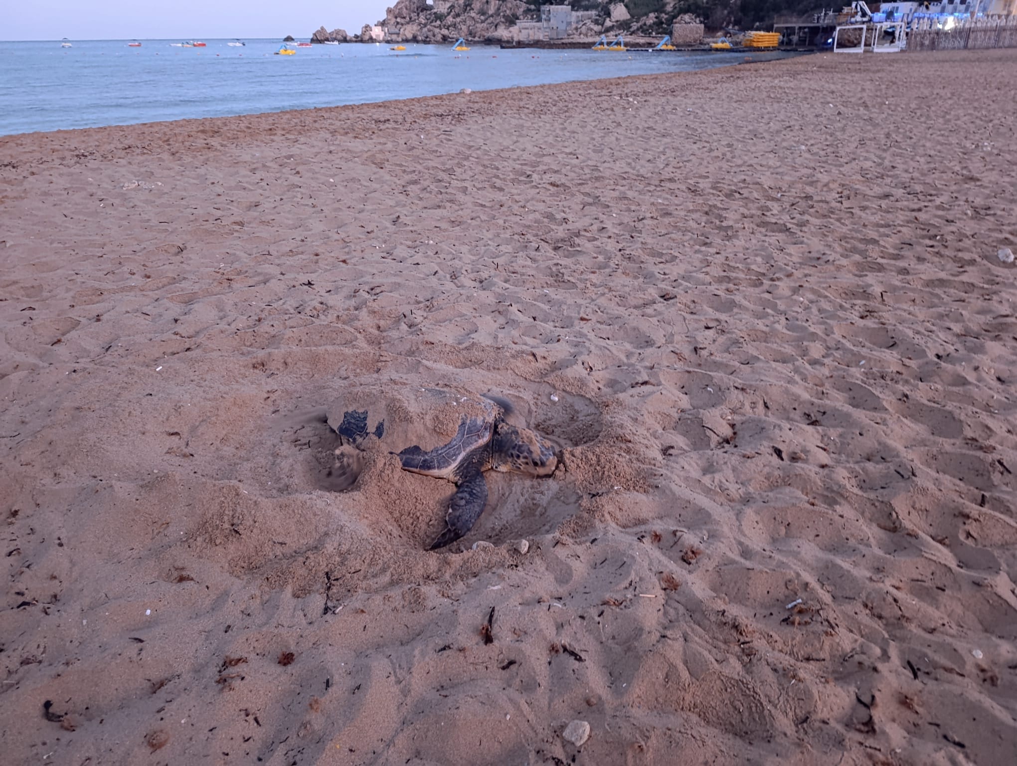 First Turtle Nest of the Year Spotted at Golden Bay Over The Weekend ...