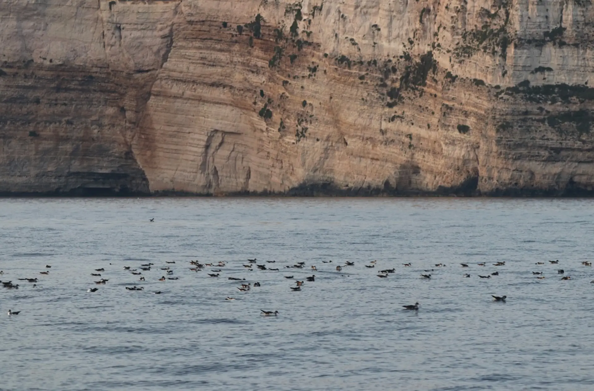 Sunset Shearwater Boat Trips Return to Gozo for Summer 2026 - Oh My Malta